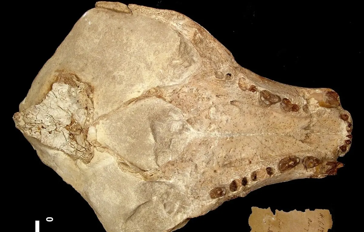 Ecco la foca di 23 milioni di anni fa | Il Centro