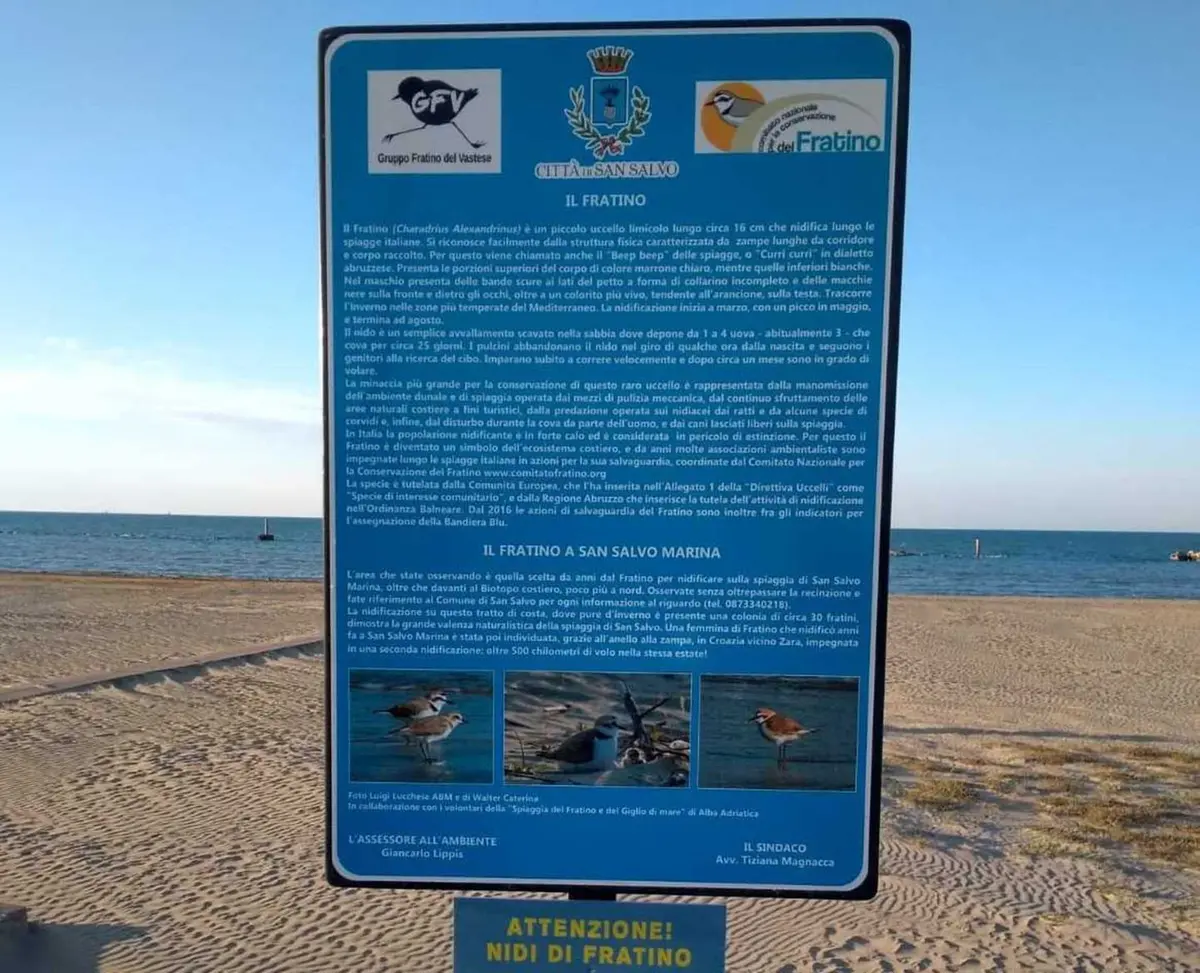 I fratini tornano al mare: avvistati 40 esemplari | Il Centro