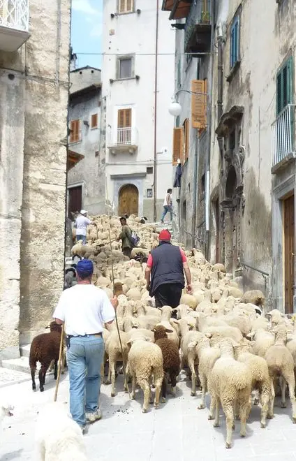 La storia della transumanza in Abruzzo e in Europa | Il Centro